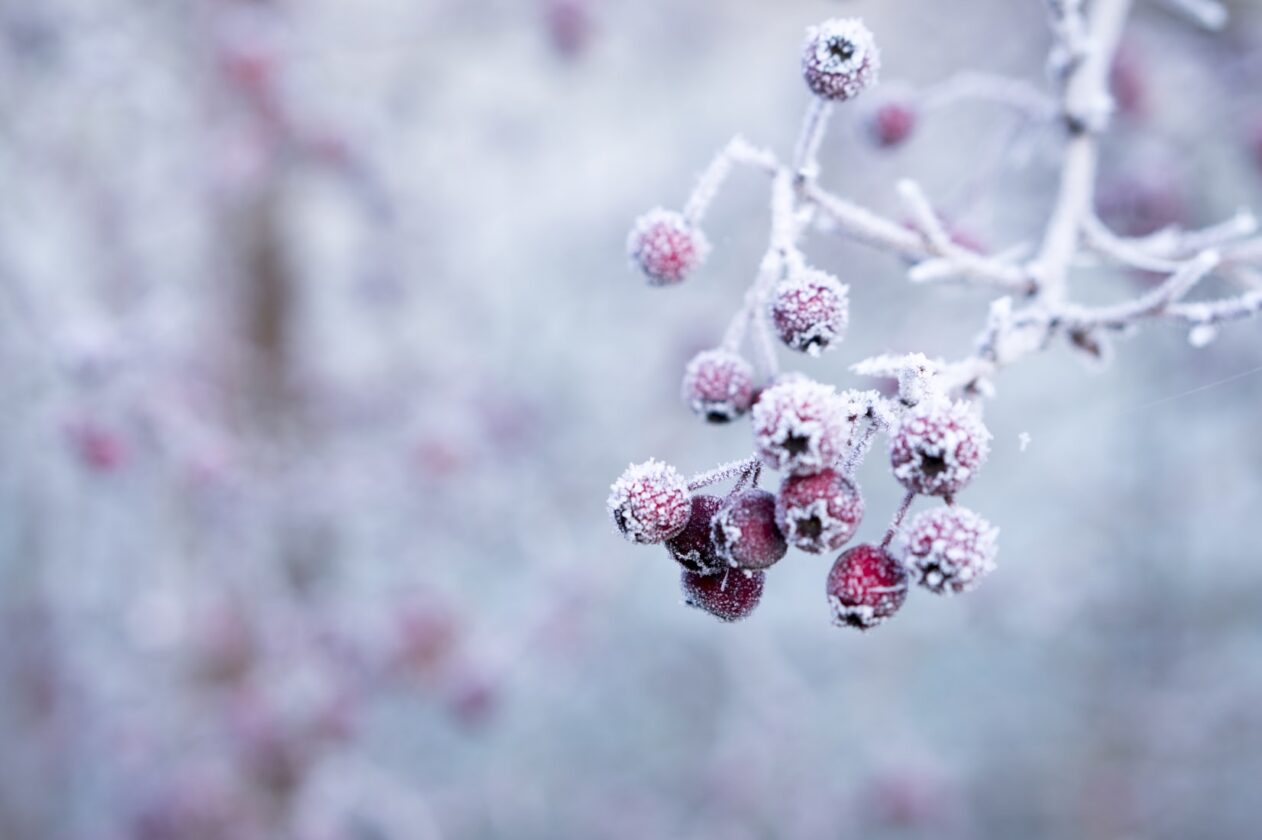 22 Beautiful Winter Flowers That Survive and Bloom in the Cold