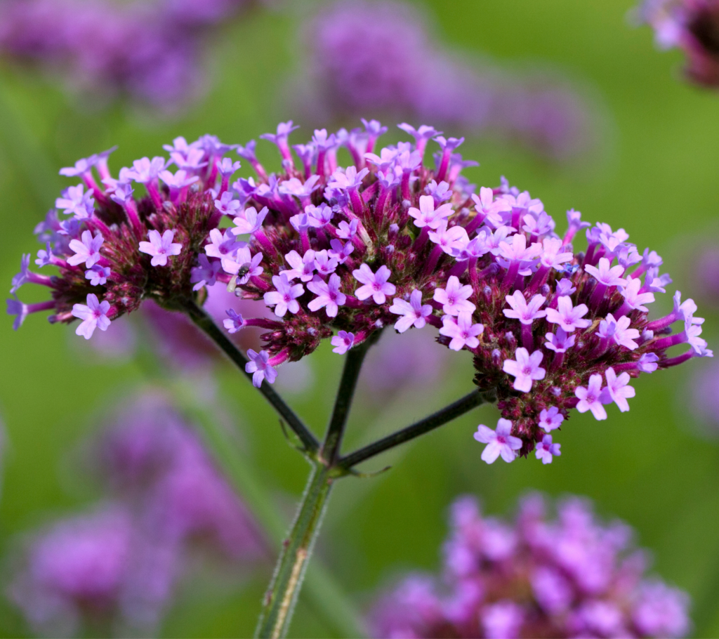tall verbena - DIYbunker
