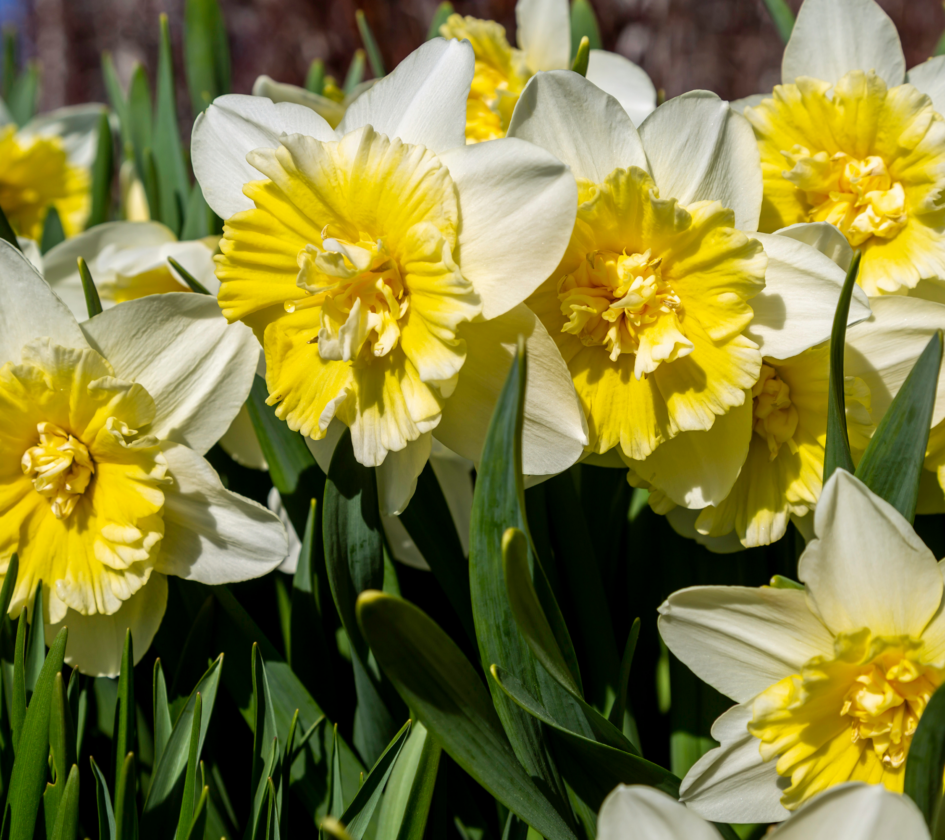 22 Beautiful Winter Flowers That Survive and Bloom in the Cold