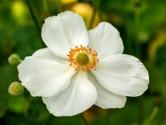 22 Gorgeous Perennial Fall Flowers for Your Garden