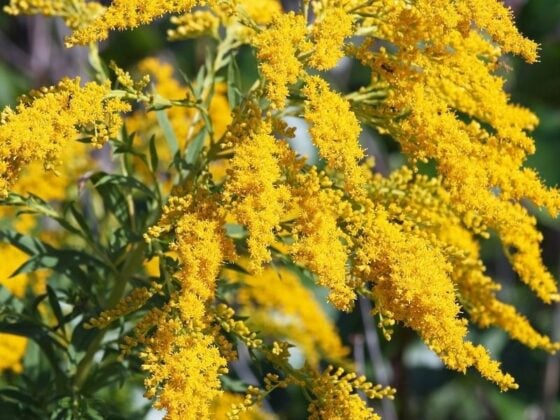22 Gorgeous Perennial Fall Flowers for Your Garden