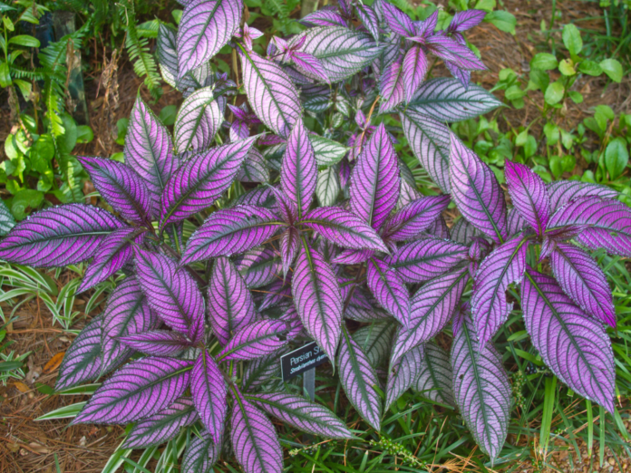 Purple Leaf Plants: 30 Vibrant Outdoor Garden & Houseplants