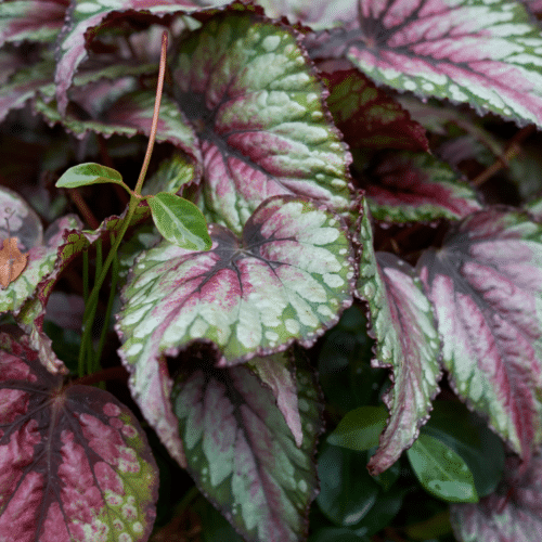 purple-leaf-plants-23 - DIYbunker