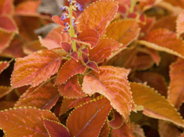32 Types of Coleus Boasting Vibrant Foliage