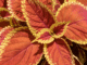 32 Types of Coleus Boasting Vibrant Foliage