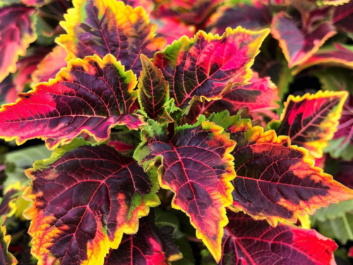 32 Types of Coleus Boasting Vibrant Foliage