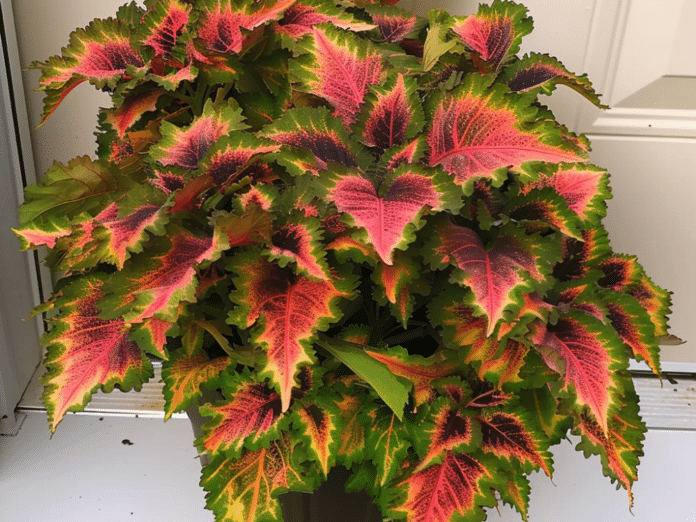32 Types of Coleus Boasting Vibrant Foliage
