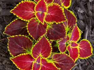 32 Types of Coleus Boasting Vibrant Foliage