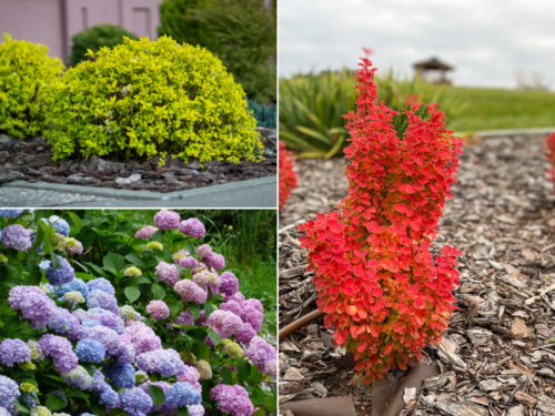 27 Gorgeous Bushes For Your Front Yard