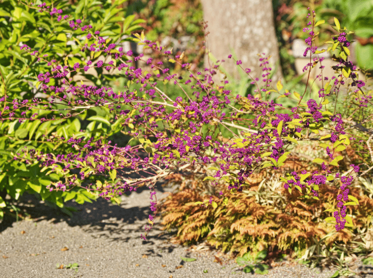 27 Gorgeous Bushes For Your Front Yard