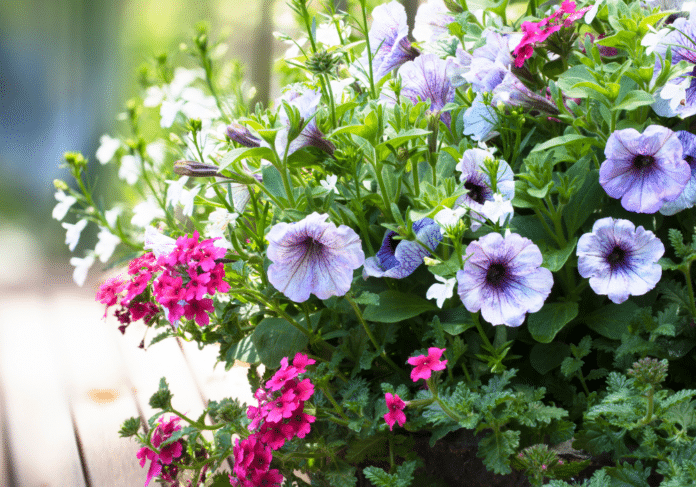 27 Best Flowers for Hanging Baskets