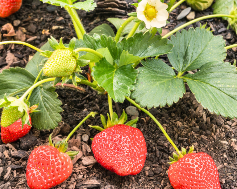 How to Grow Strawberries Indoors Year-Round