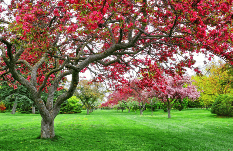 10 Showstopping Pink Flowering Trees