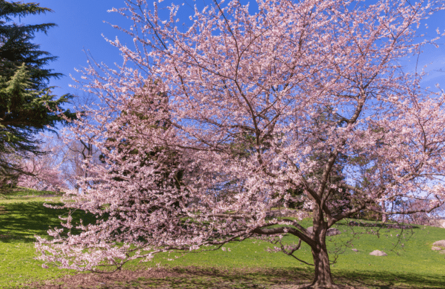10 Showstopping Pink Flowering Trees