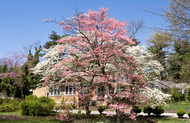 10 Showstopping Pink Flowering Trees