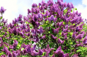 These 10 Purple Flowering Trees Add Natural Beauty to Any Space