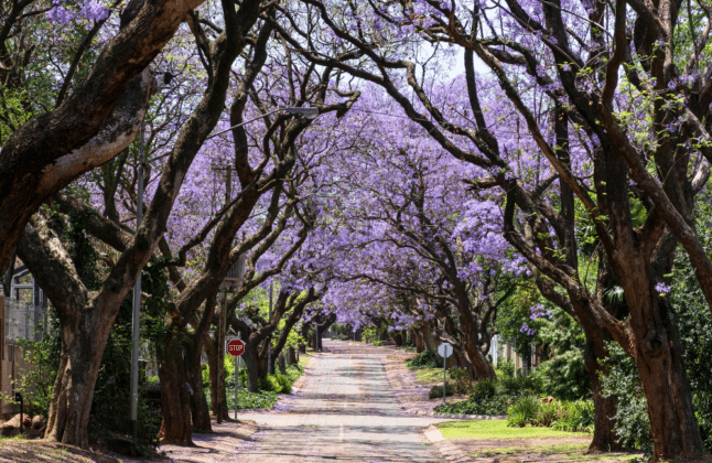 These 10 Purple Flowering Trees Add Natural Beauty to Any Space
