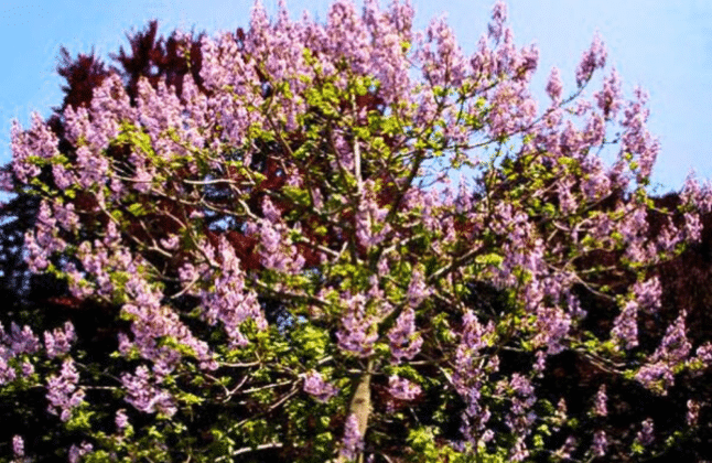 These 10 Purple Flowering Trees Add Natural Beauty to Any Space