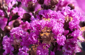 These 10 Purple Flowering Trees Add Natural Beauty to Any Space