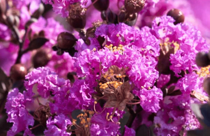 These 10 Purple Flowering Trees Add Natural Beauty to Any Space