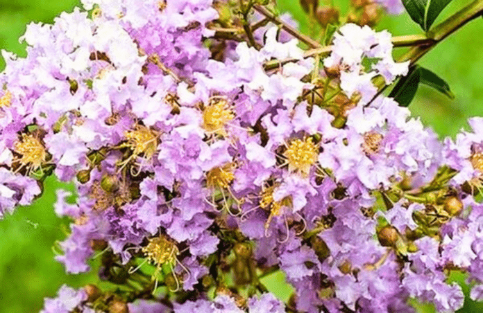 These 10 Purple Flowering Trees Add Natural Beauty to Any Space