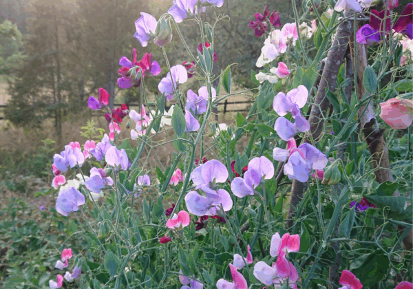 20 Cottage Garden Plants to Create a Timeless Colorful Landscape