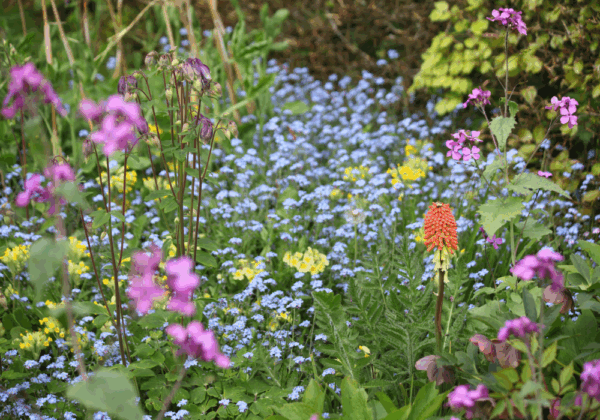 20 Cottage Garden Plants to Create a Timeless Colorful Landscape