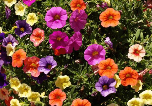 20 Plants That Attract Hummingbirds To Your Garden