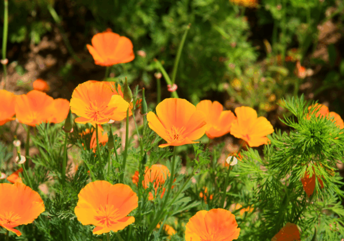 20 Pollinator Plants Every Garden Needs for Thriving Wildlife
