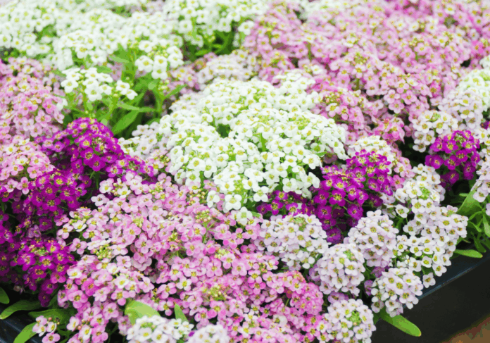 20 Pollinator Plants Every Garden Needs for Thriving Wildlife