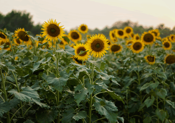 20 Pollinator Plants Every Garden Needs for Thriving Wildlife