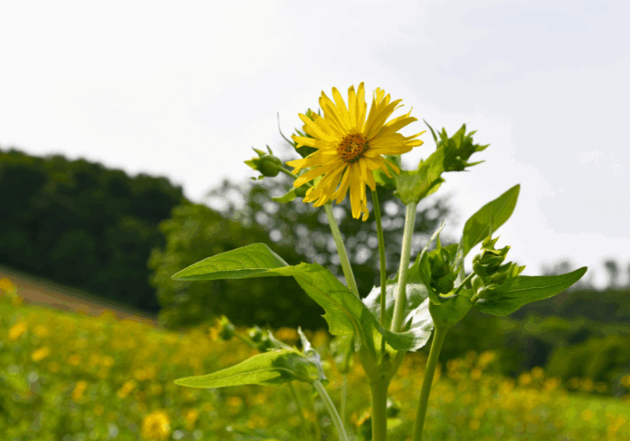 28 Best Flowers for Chaos Gardening
