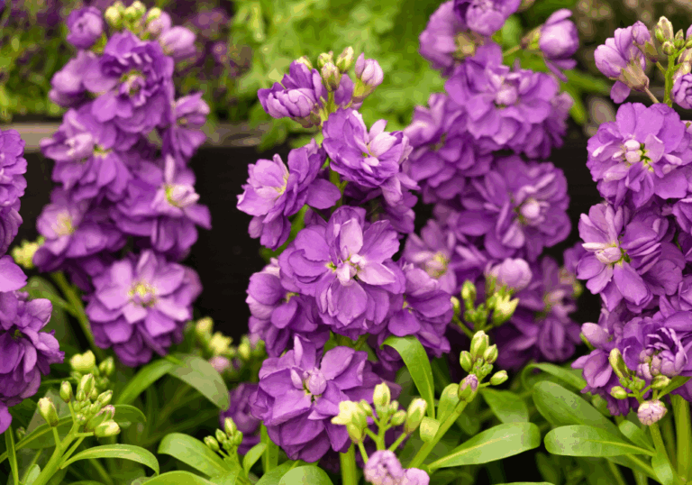 20 Fragrant Flowers for Your Garden