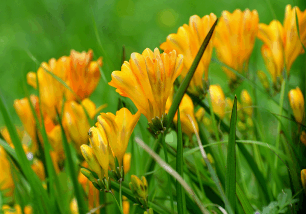 20 Fragrant Flowers for Your Garden