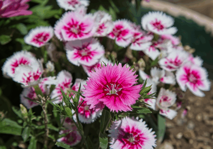20 Fragrant Flowers for Your Garden