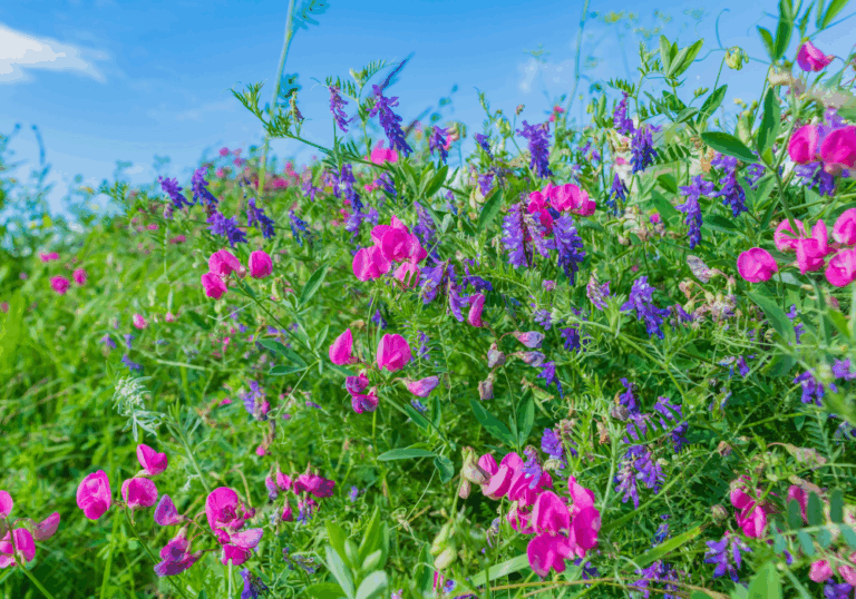 20 Fragrant Flowers for Your Garden