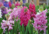 20 Fragrant Flowers for Your Garden