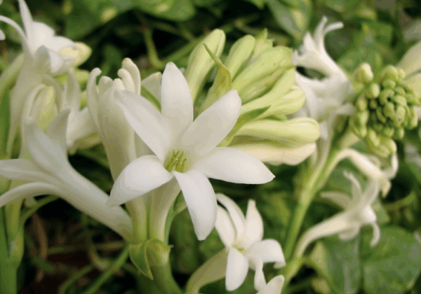 20 Fragrant Flowers for Your Garden